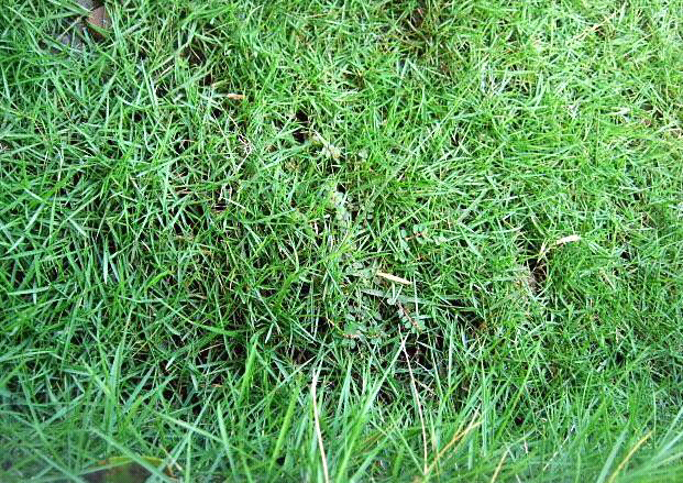 Budidaya dan Perawatan Rumput Jepang