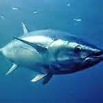 Réformer Aujourd'hui: Thon rouge : la fin programmée…