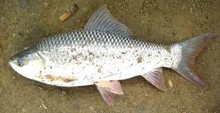 JENIS IKAN DI MALYSIA: IKAN ARA 37