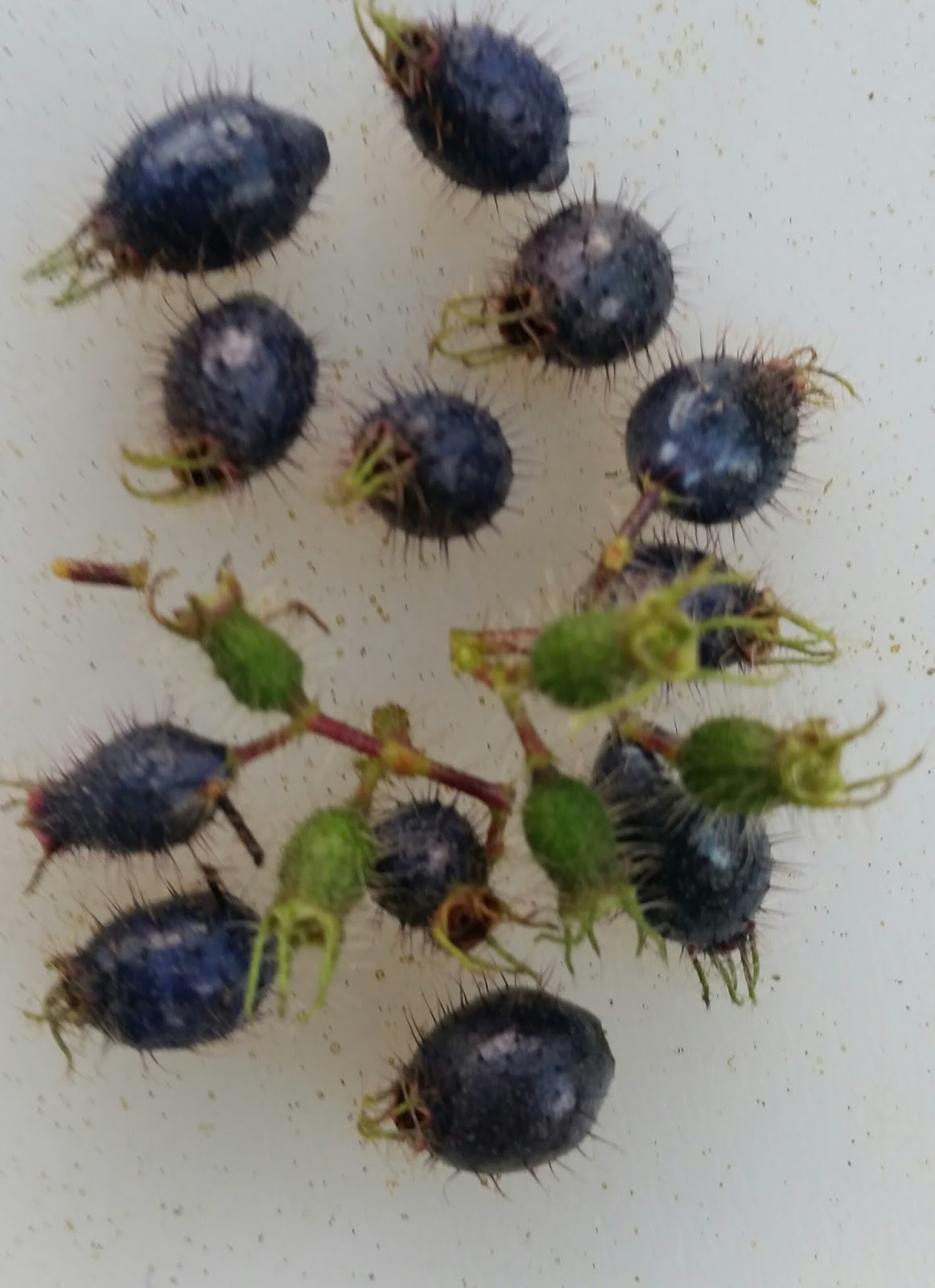 Warisan Petani: Pokok Senduduk Bulu.