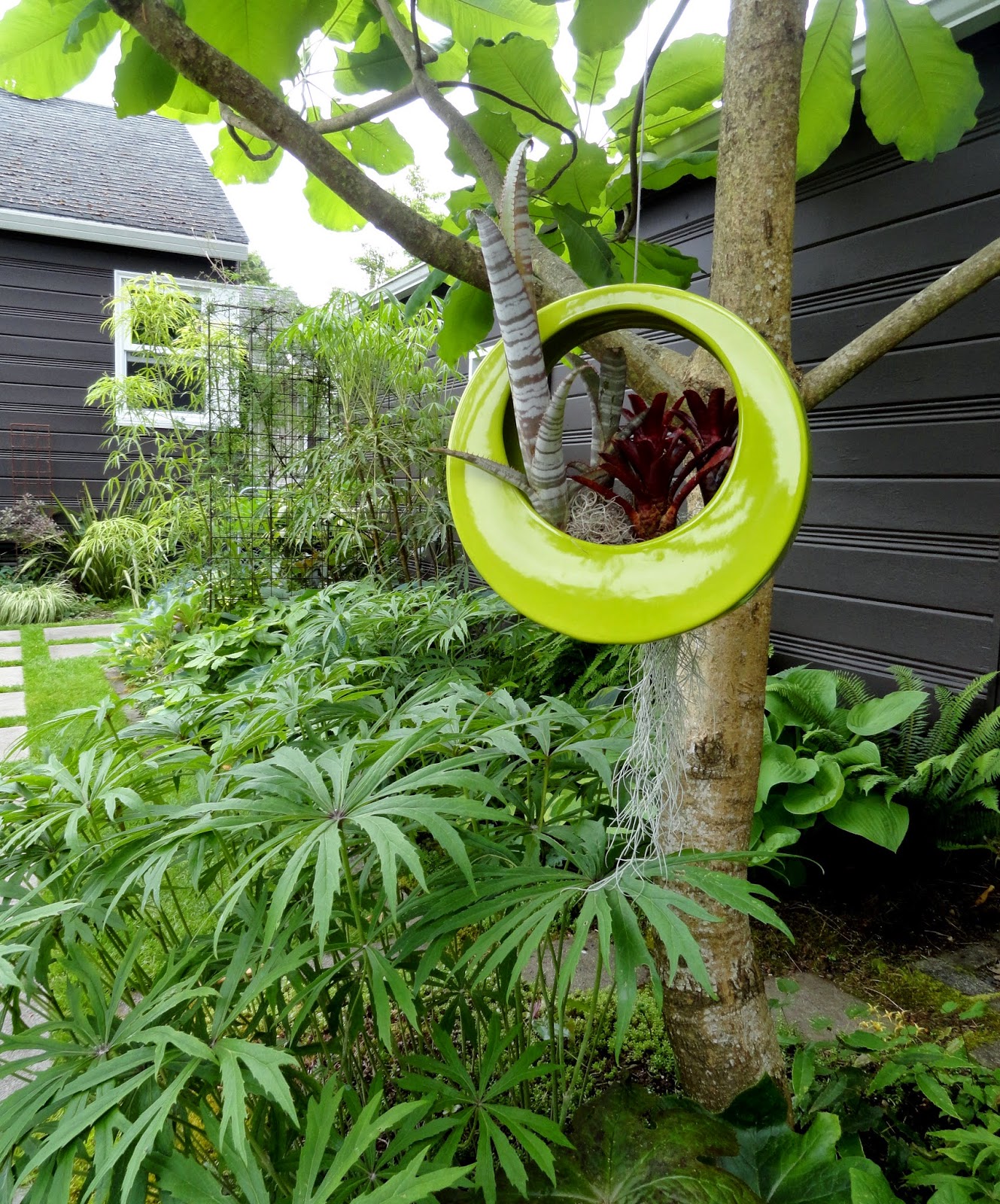 danger garden: My chartreuse circle pot...