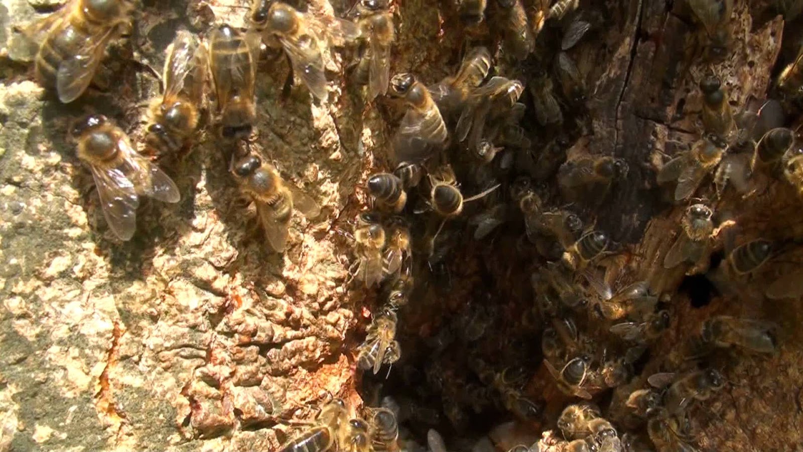 CORONA APICULTORES: NACE UNA NUEVA COLMENA