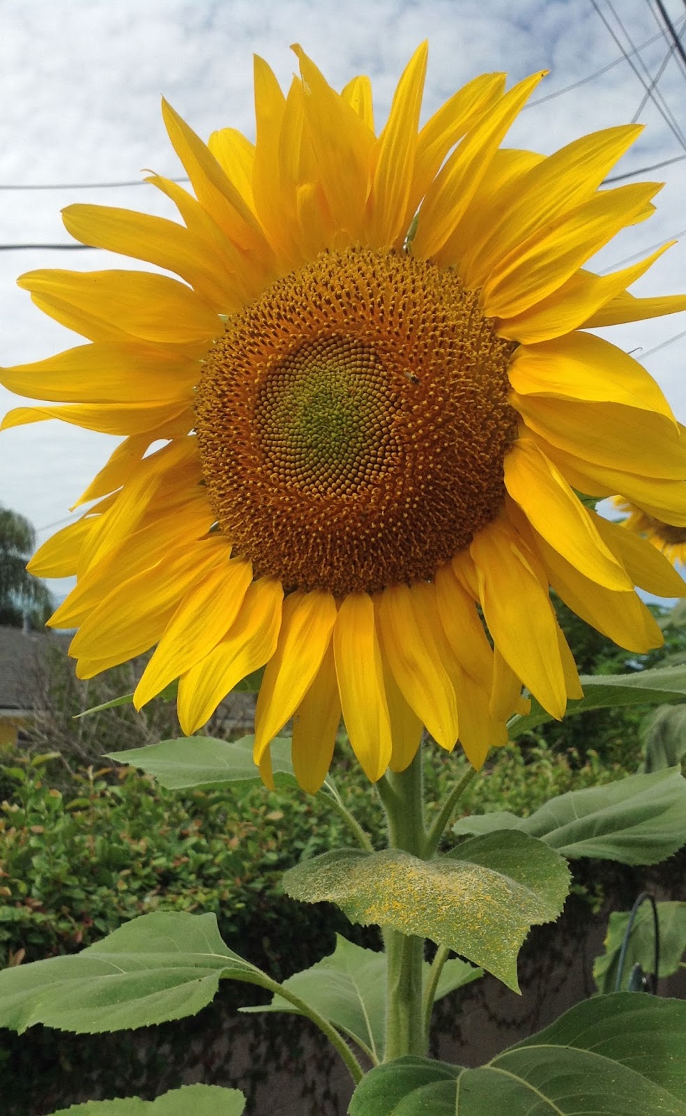 A Garden Of Wishes: Sunny Sunflower Tilda Tag and Caddy