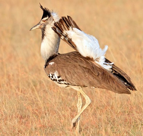 KORI BUSTARD BIRD photos - wallpapers | the fun bank