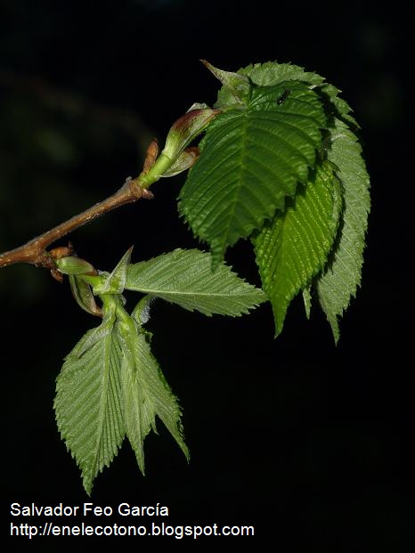 En el ecotono: Los frutos de los olmos