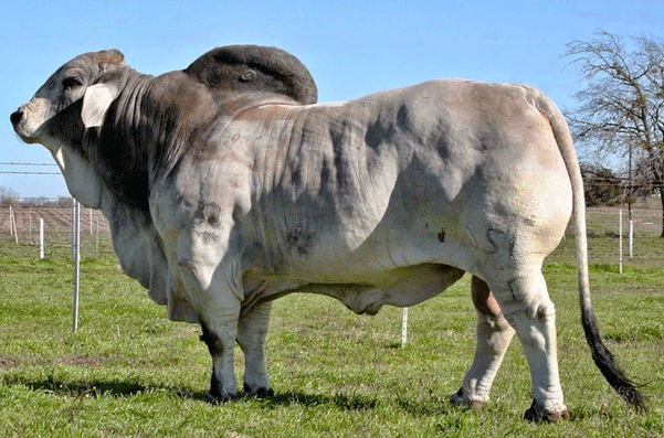 Berternak dan Bertani: Jenis Sapi Potong
