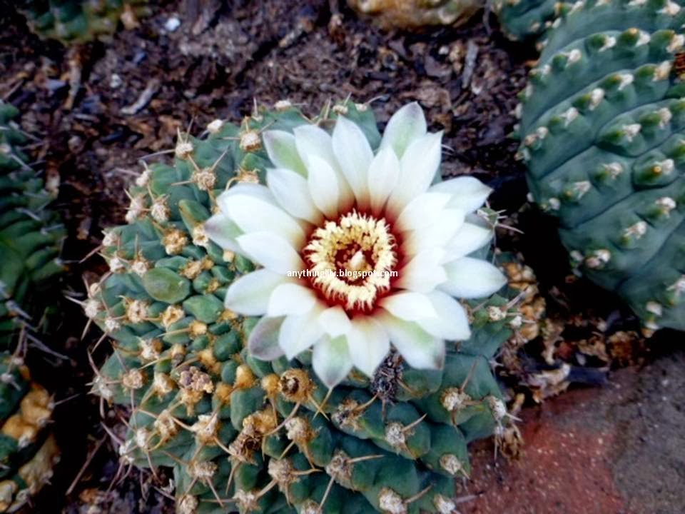 anythinglily: Kalimpong Travel Part 4: The Exotic Cactus Collection Of ...