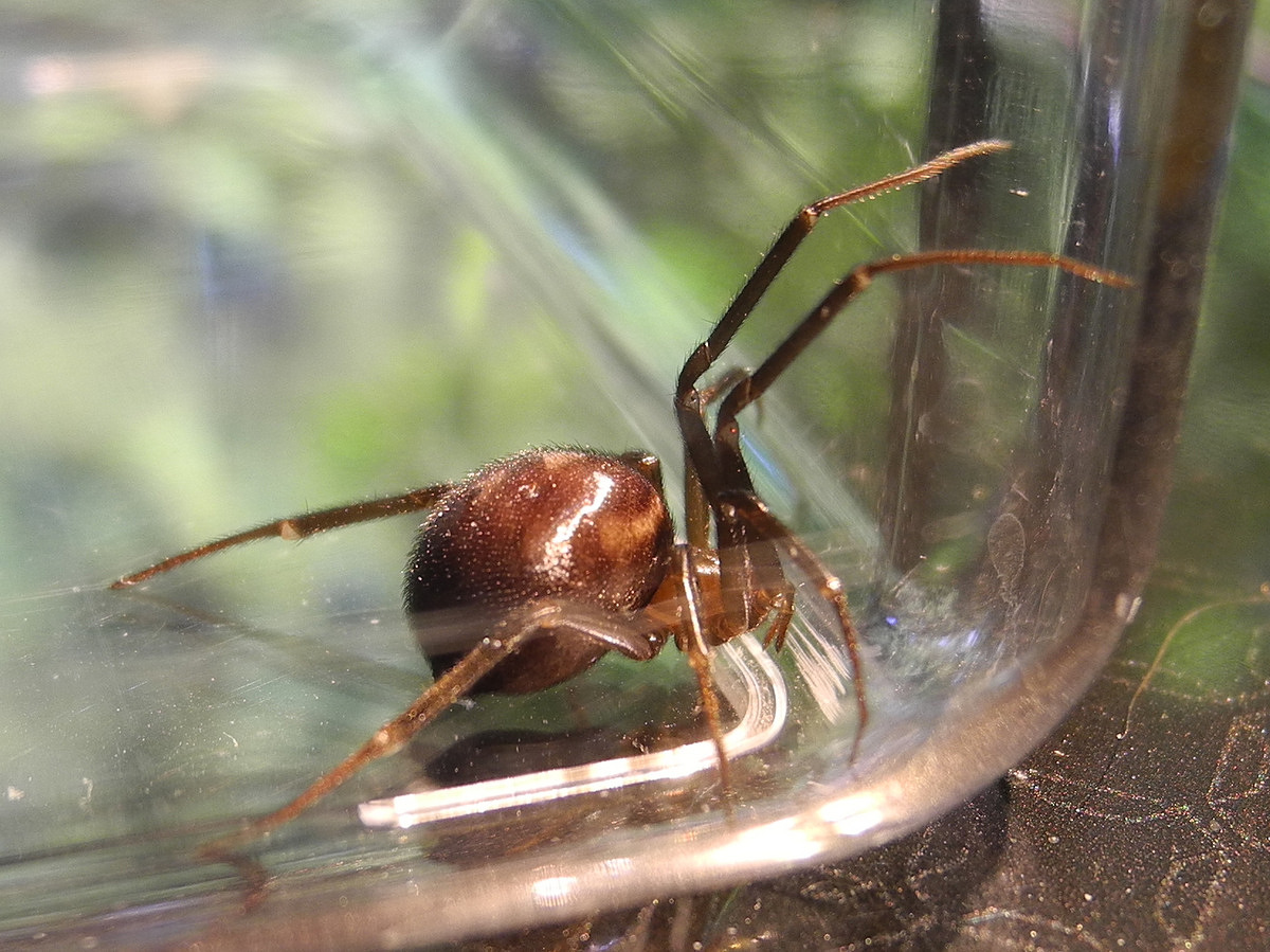 Wanderin' Weeta (With Waterfowl and Weeds): Chocolate and caramel spider