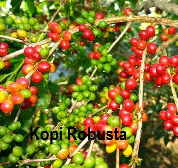 Petak Semai: KOPI - JENIS ROBUSTA