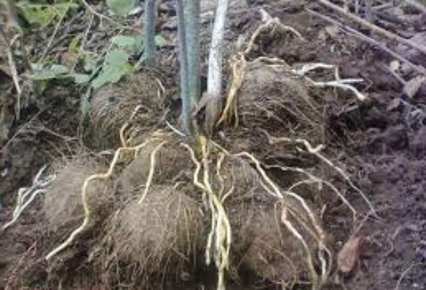 Tepus Somorejo: Budidaya Tanaman Gadung