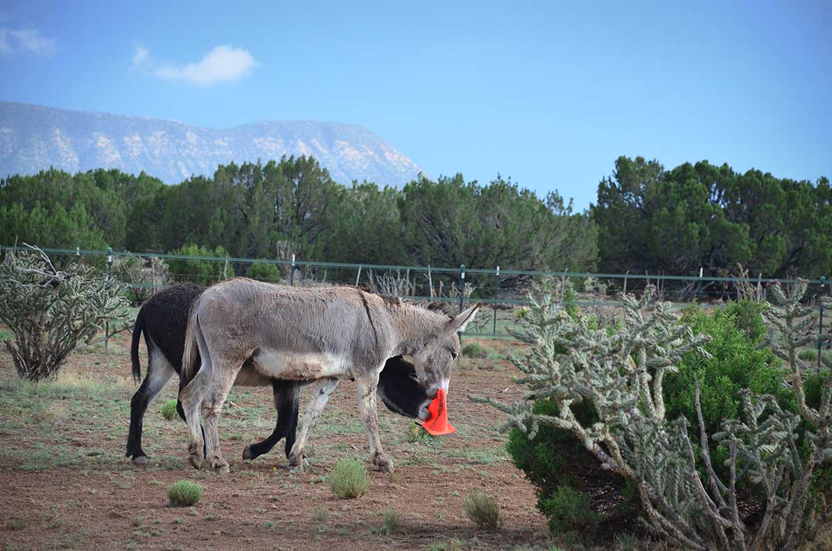 The 7MSN Ranch: George and Alan walk the cone
