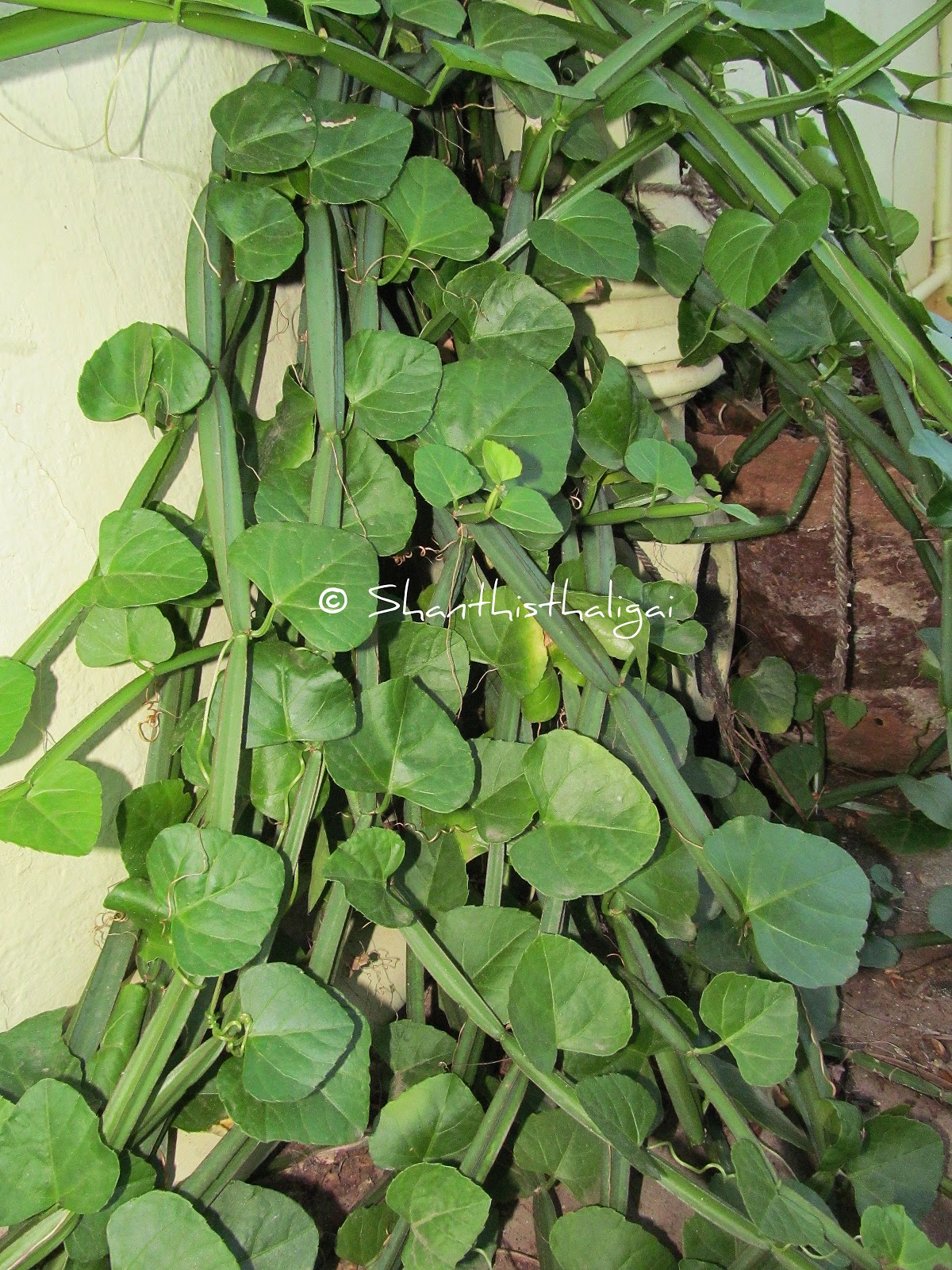 Shanthi Krishnakumar's cook book: April 2015