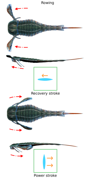 Life Before the Dinosaurs: Eurypterus.