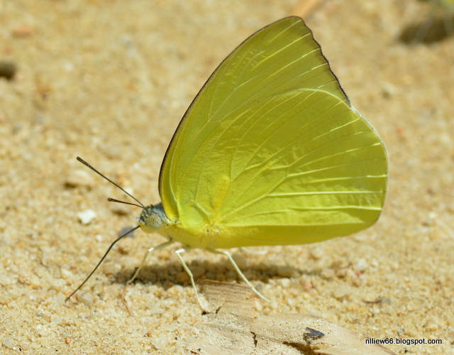 The Forested Path (and Beyond): BUTTERFLIES of RAUB: The Lemon Emigrant ...