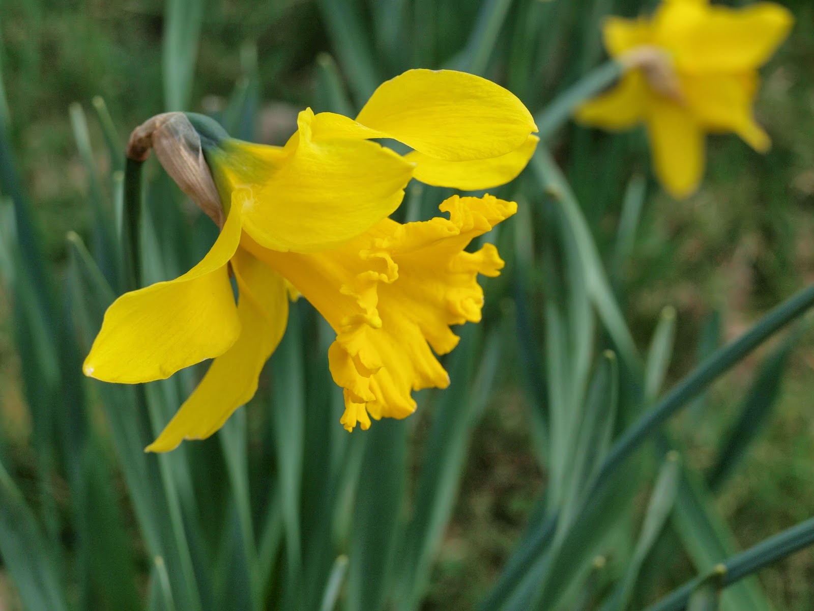 Ragged Robin's Nature Notes: A few Spring Wildflowers plus Daffodils ...