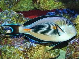 Ikan Laut Paling Berbahaya: Ikan-Ikan Laut Paling Berbahaya