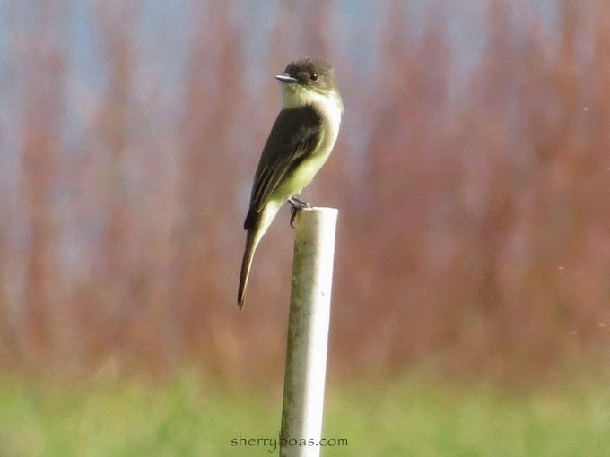 Simply Living: Fee-bee! Fee-bee!