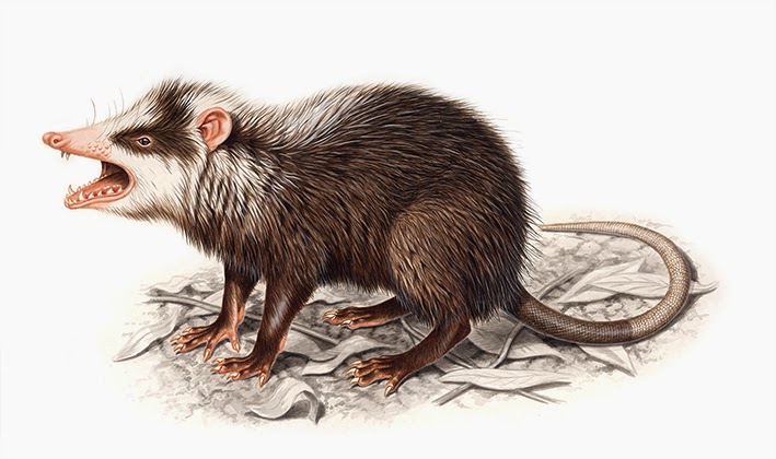 ShukerNature: UNMASKING THE MOONRAT - A HAIRY HEDGEHOG THE SIZE OF A CAT!