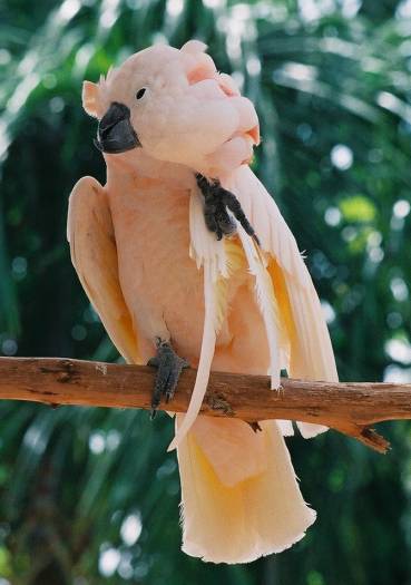 Imágenes del mundo animal: Cacatúa