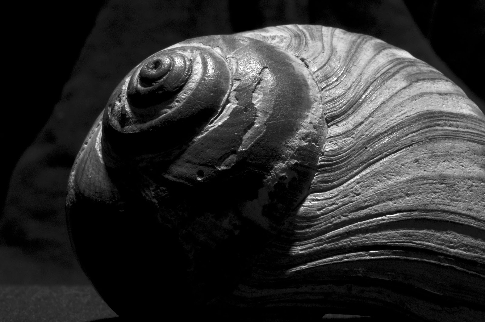 Exposition Art Blog: Photo Gallery Edward Henry Weston