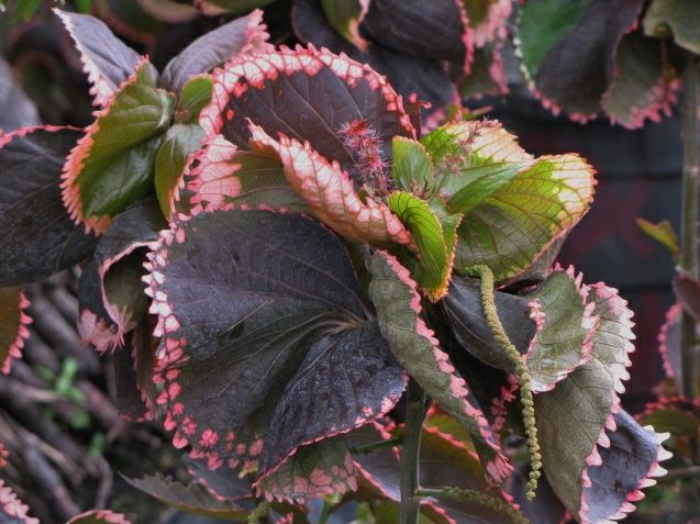 Gardening South Florida Style: South Florida Hedge Plants v.I