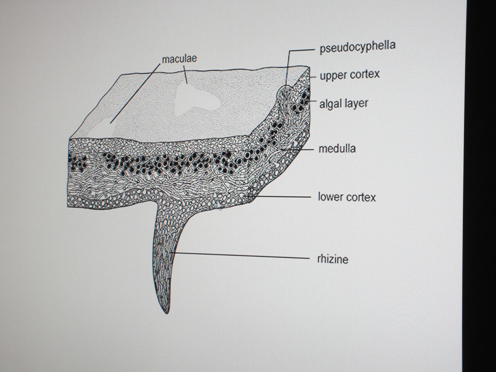 Unstuffed: We Like Lichens!
