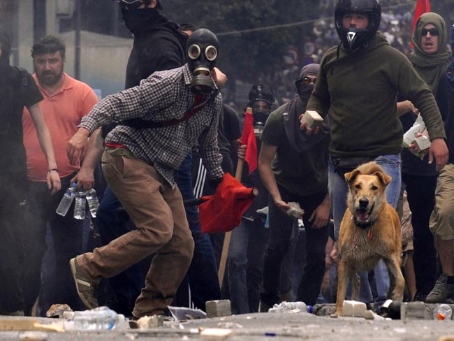 est100 一些攝影(some photos): The Greek riot dog 希臘抗暴犬