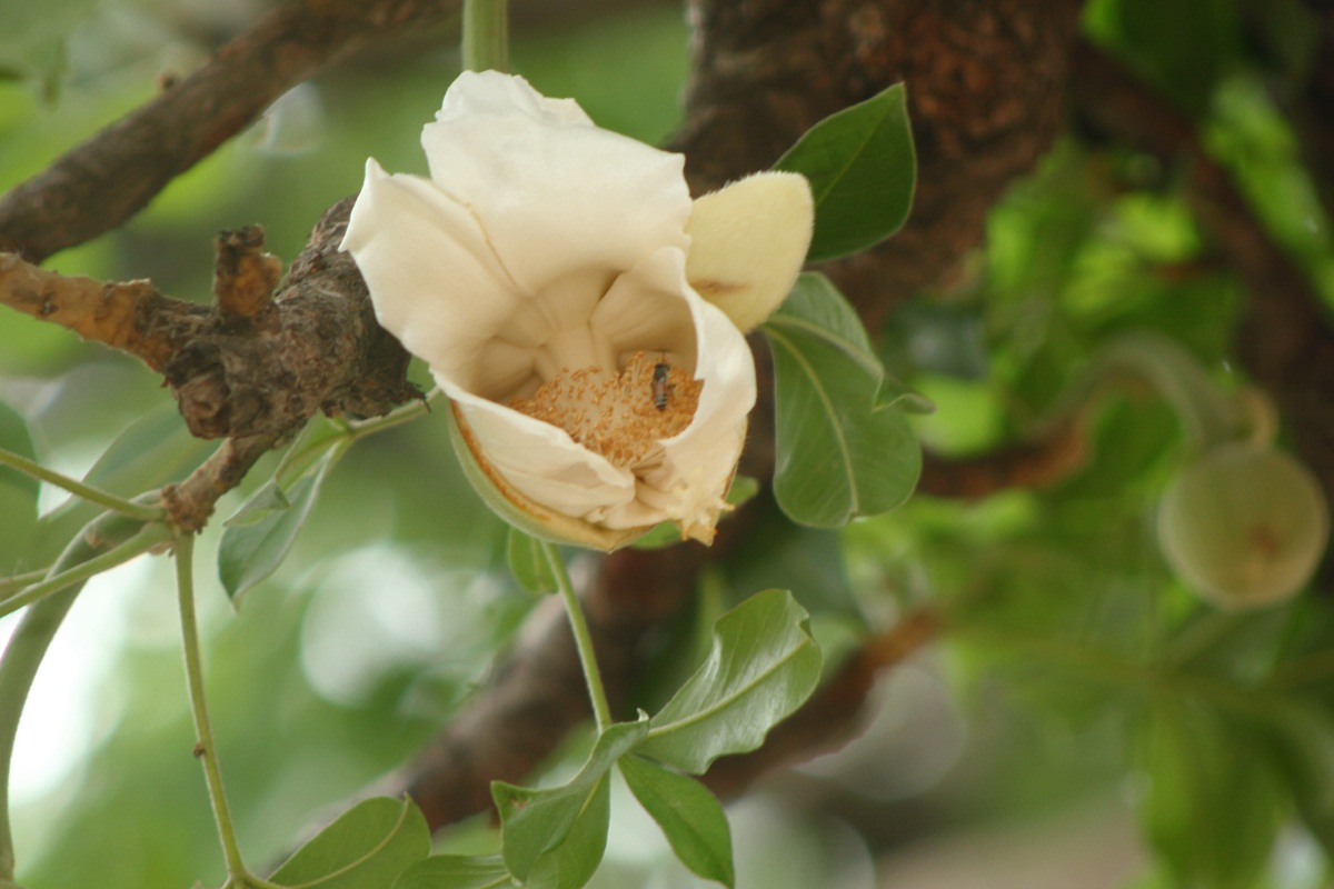 Journeys across Karnataka: Oldest Tree of Bijapur