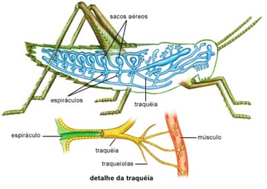 a tricolina biologa: Filo dos Artrópodes