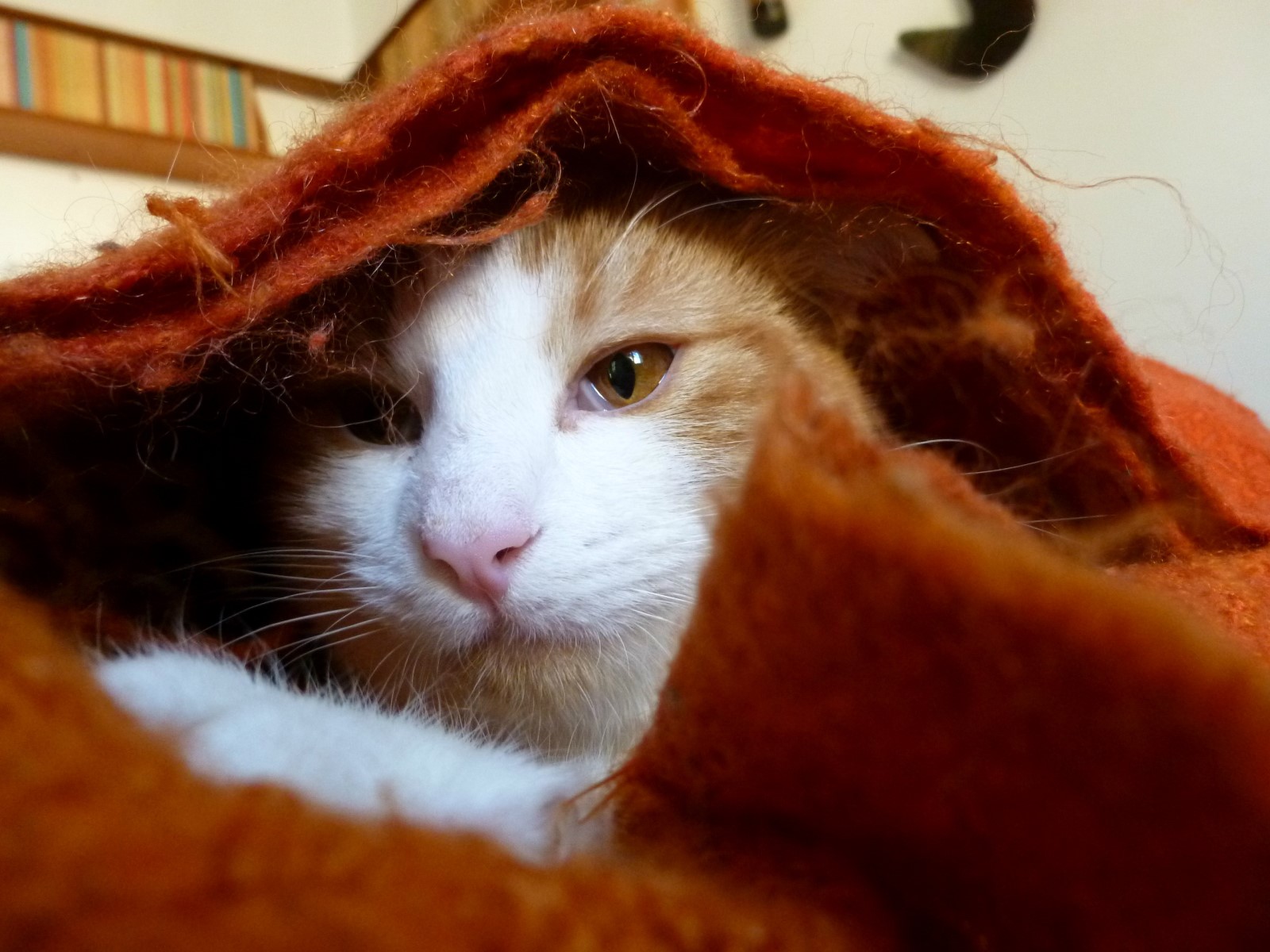 pesci con le ali: Obi-Wan cat