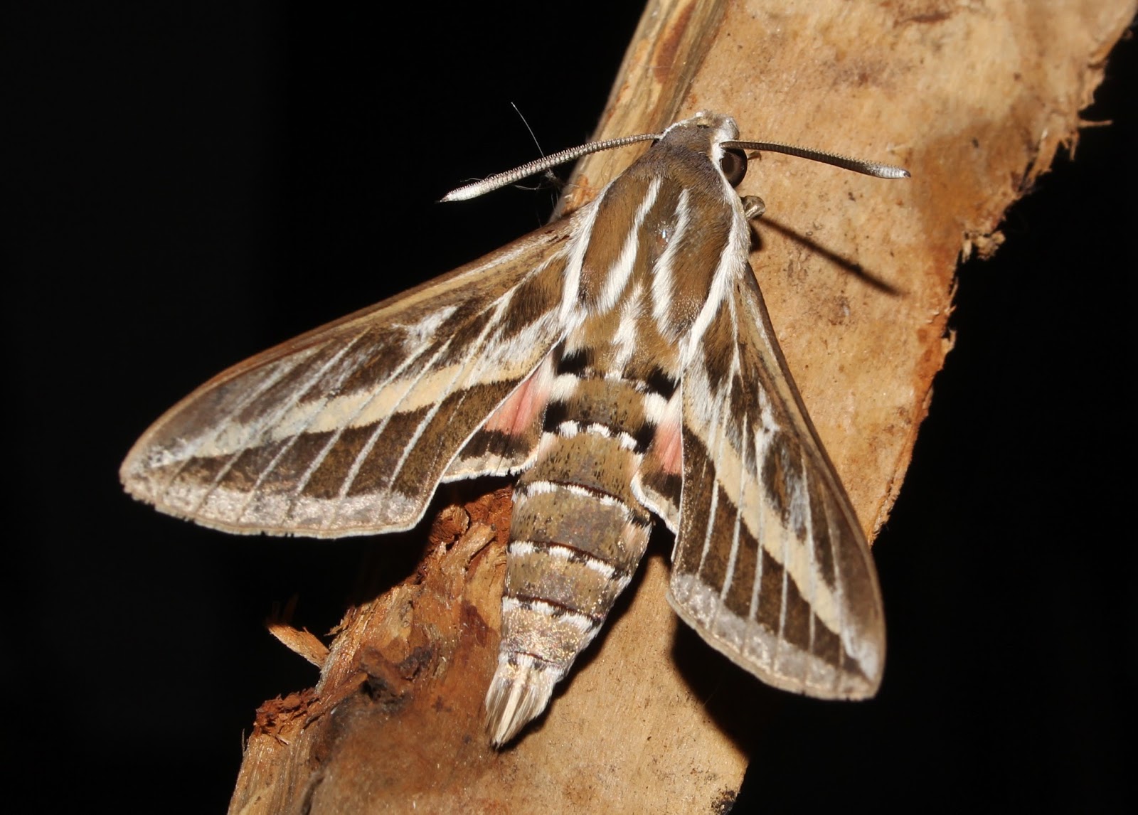 Biodiversity of Cyprus by NGO Protection of the Natural Heritage and ...