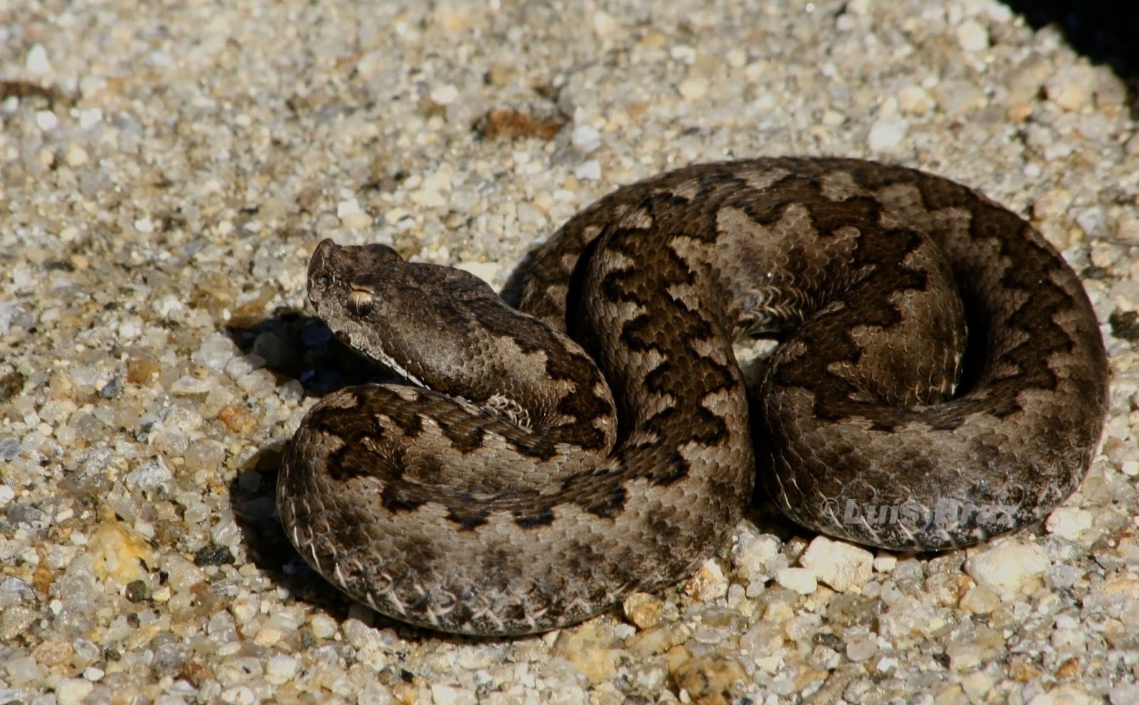 UM DIA DE CAMPO: Víbora-cornuda - Vipera latastei (Boscá, 1878)