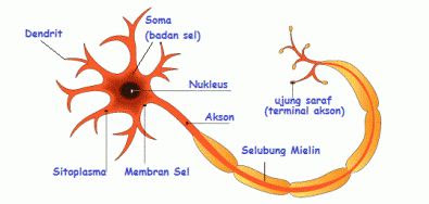 Pengertian dan Fungsi Susunan Sistem Saraf pada Manusia (Otak, Sumsum ...