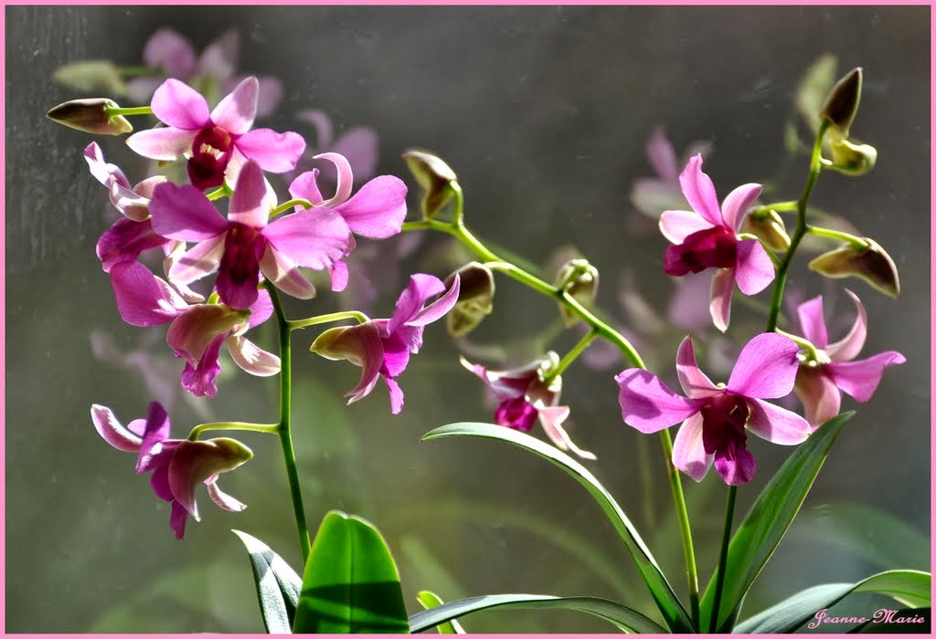 Sejarah Bunga Anggrek - Ragam Tanaman