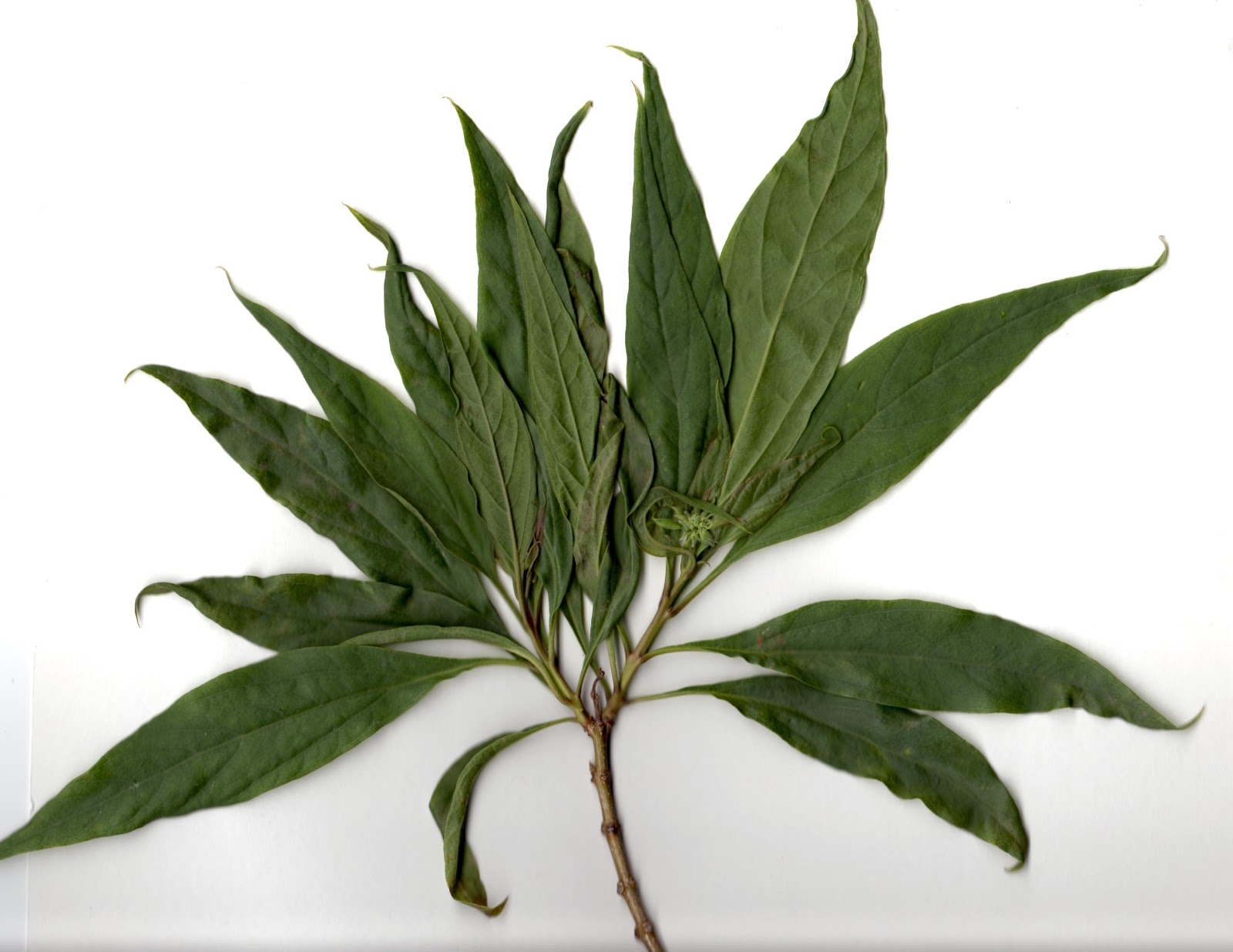 Eden By The Bay: Street Trees Through the Seasons - Desert Willow