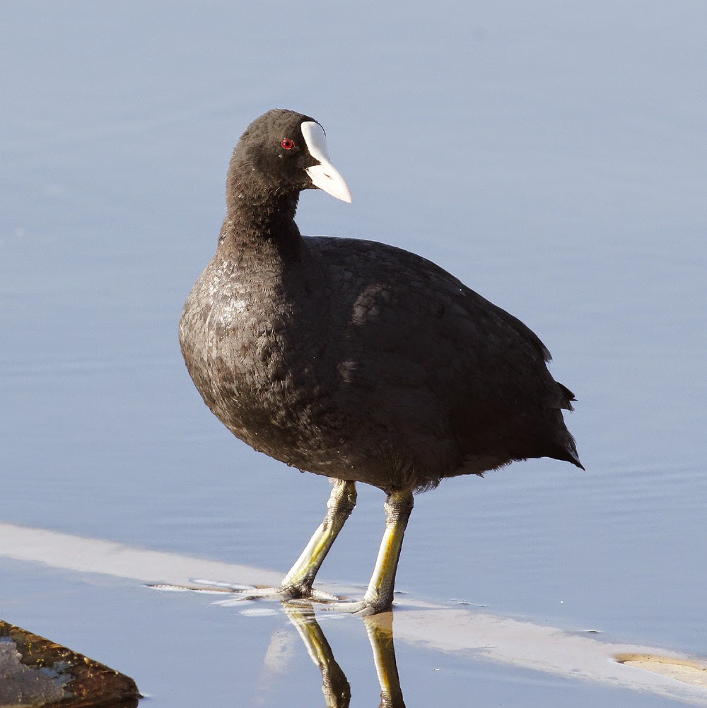 Another Bird Blog: Sunday’s Action