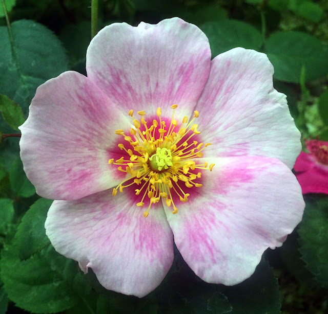 Rose Hybridizing: Random 2015 Seedlings