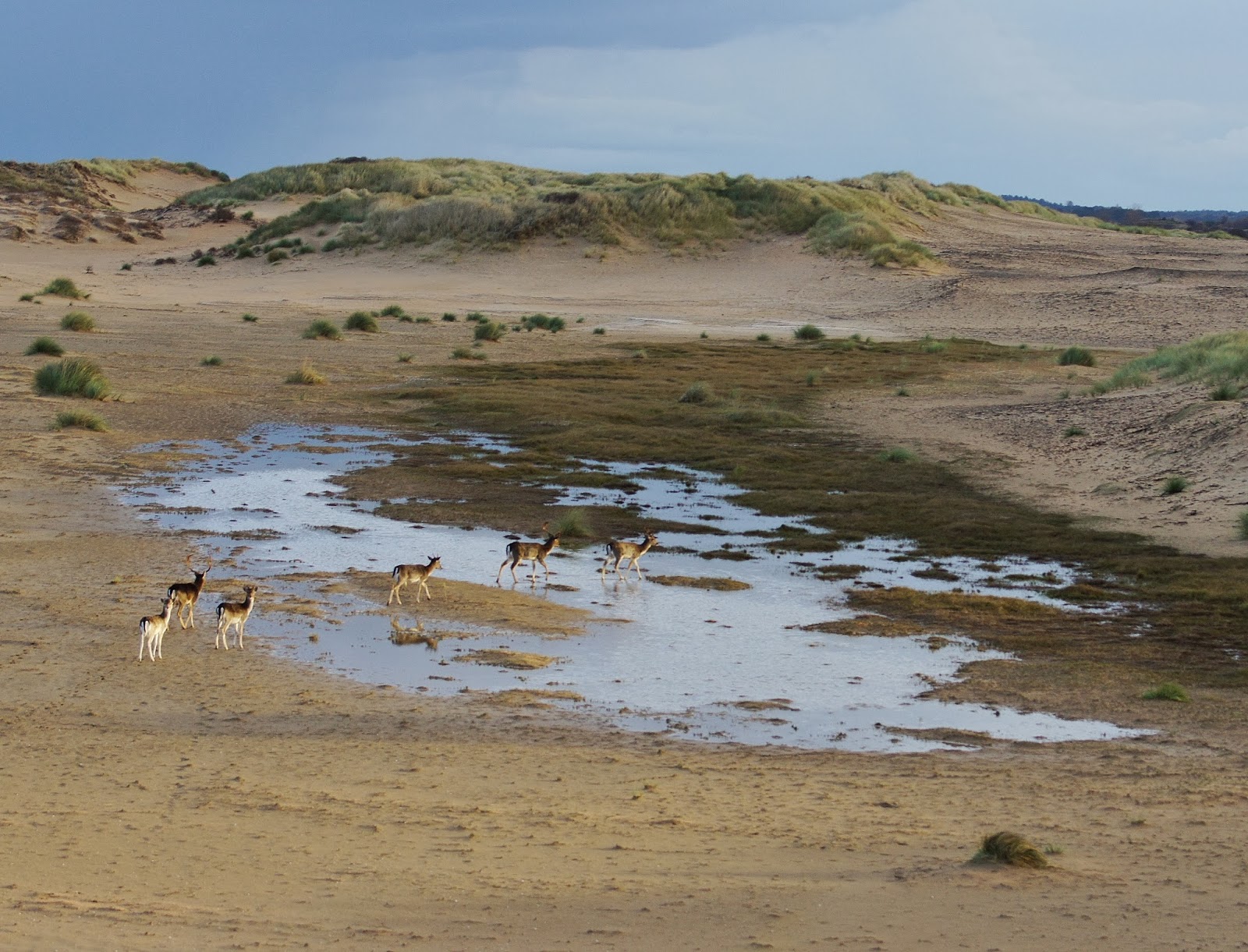 AMSTERDAMSE WATERLEIDINGDUINEN AWD: Duinen In Beweging