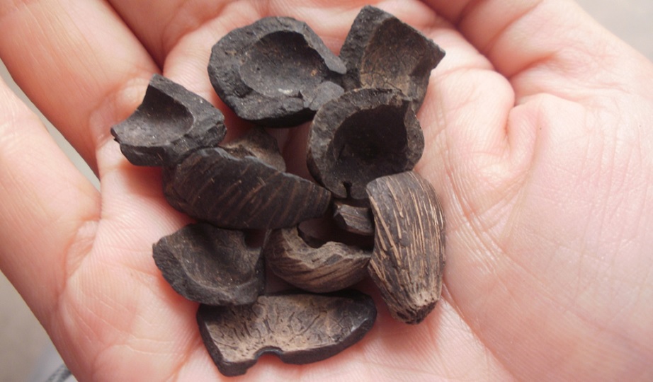 Cangkang Sawit Palm Kernel Shell Sebagai Energi Terbarukan Biomass