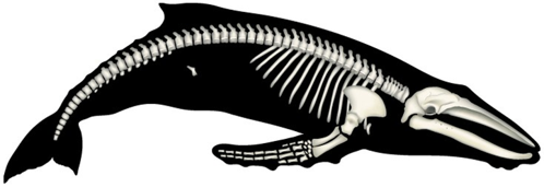 Notion of Evolution: Evolution of the Pentadactyl Limb