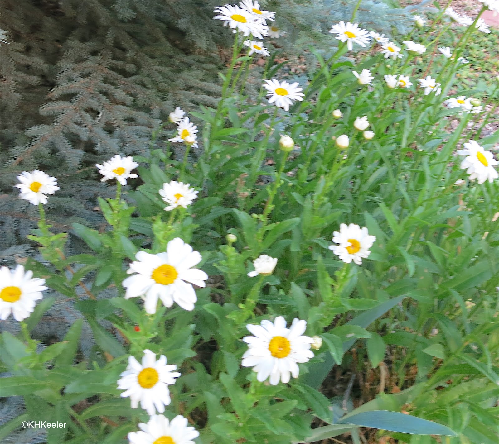 A Wandering Botanist: Plant Story--Ox-Eye Daisy, Leucanthemum vulgare,