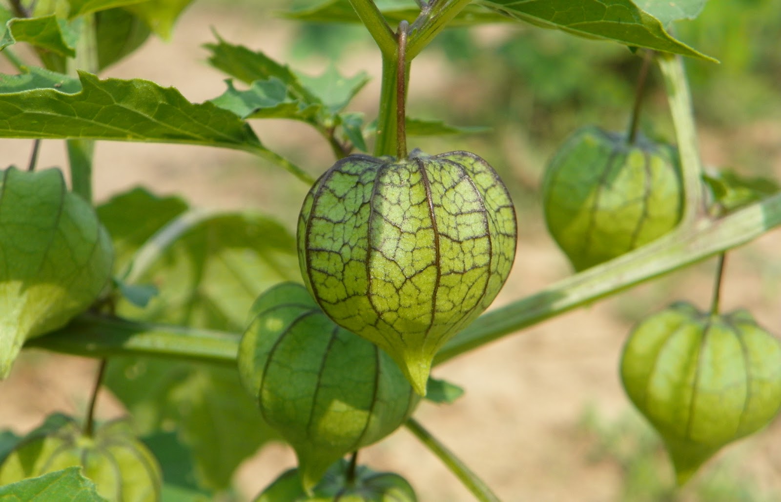 Tudo sobre o Canapum, Camapu, Joá-de-capote ou Saco-de-bode (Physalis ...
