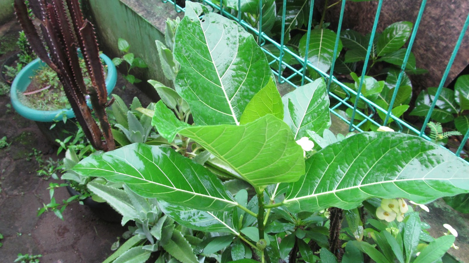 Manfaat Awar-awar - LIFE IS A GIFT