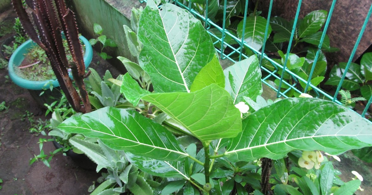 Manfaat Awar-awar - LIFE IS A GIFT