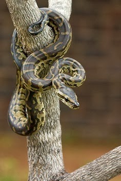 scary snakes - World Of Animals