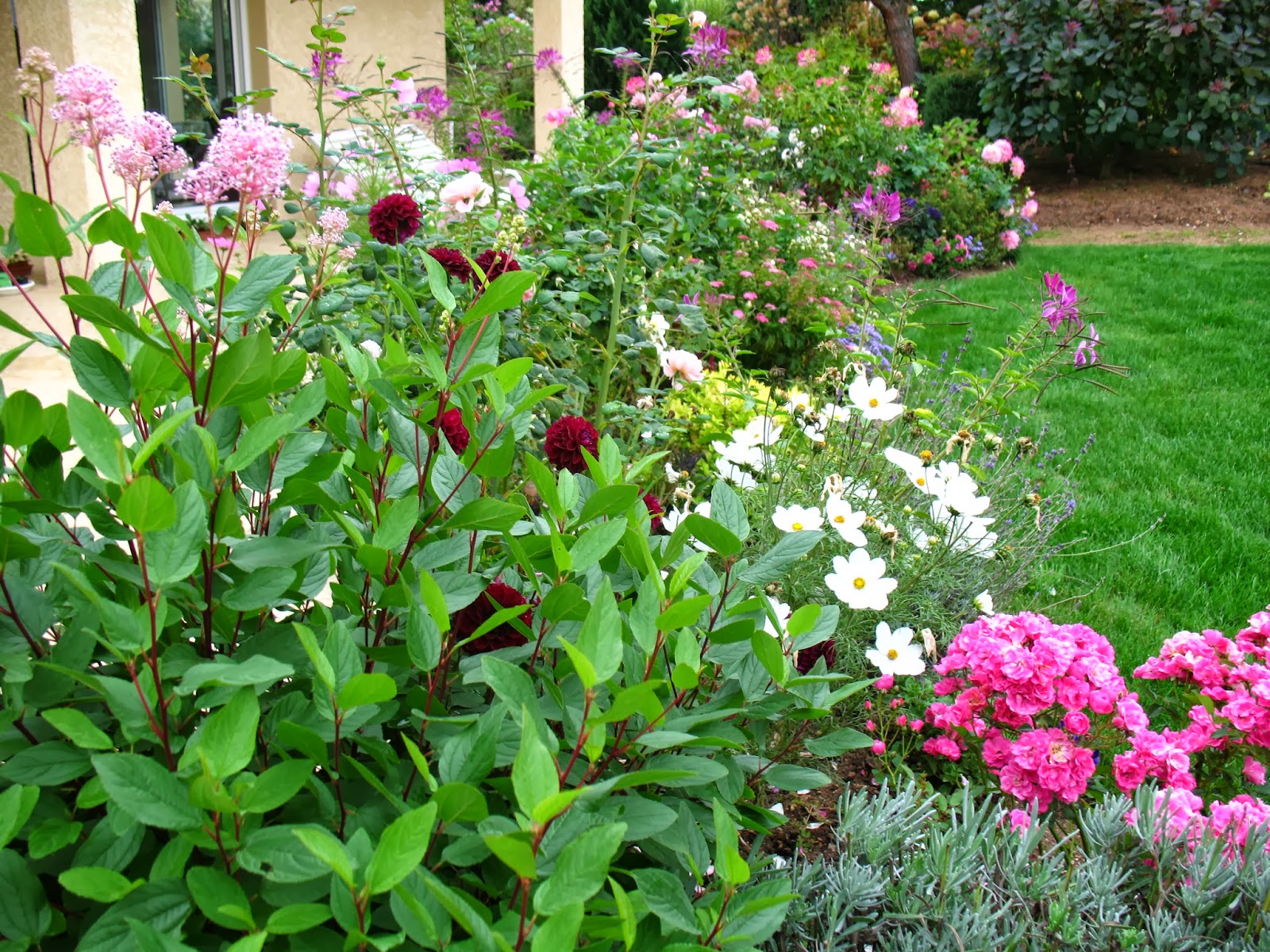 Roses du jardin Chêneland: Roses d'automne
