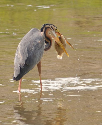 French Vocabulary Illustrated: happer