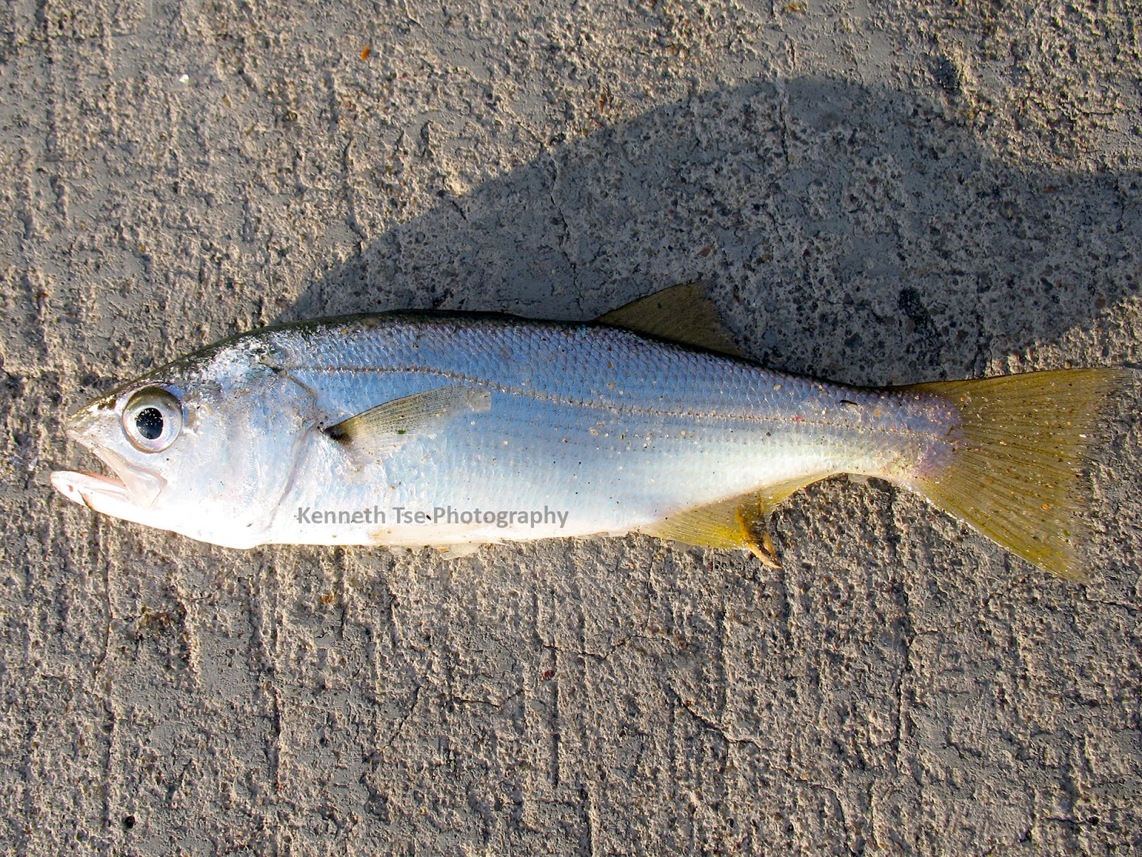 MuskieBait Adventures: Lifelist