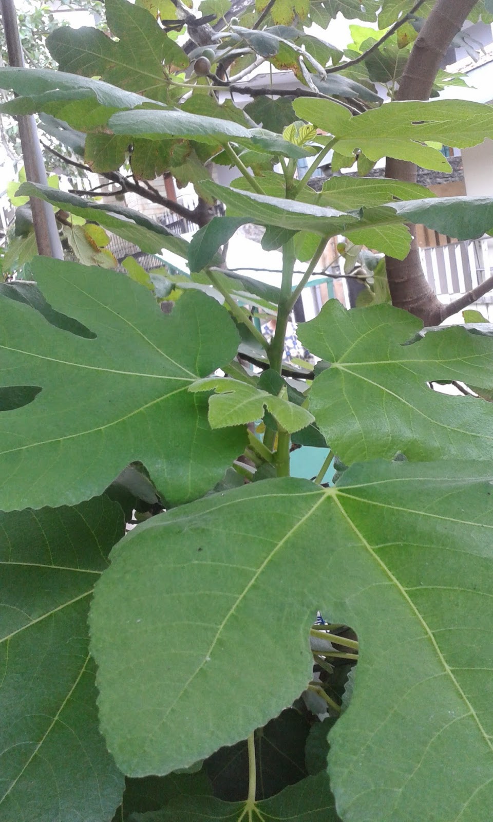 Mengenal Tanaman Buah Tin | Juragan Tanaman