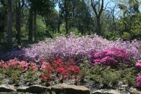 Explore Southern History: Muskogee Azalea Festival is officially underway!